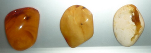 Bernstein Echtheitsgarantie, amber certificate, Pinus succinifera